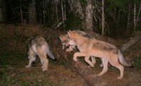 The Return of Washington’s Wolf Packs? — Read The Dirt